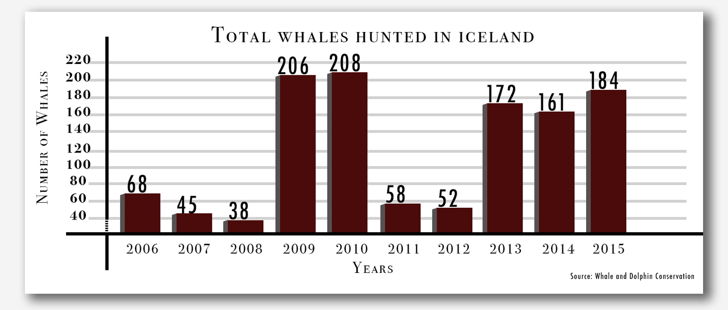 Whaling in Iceland – TAF – The Animal Fund